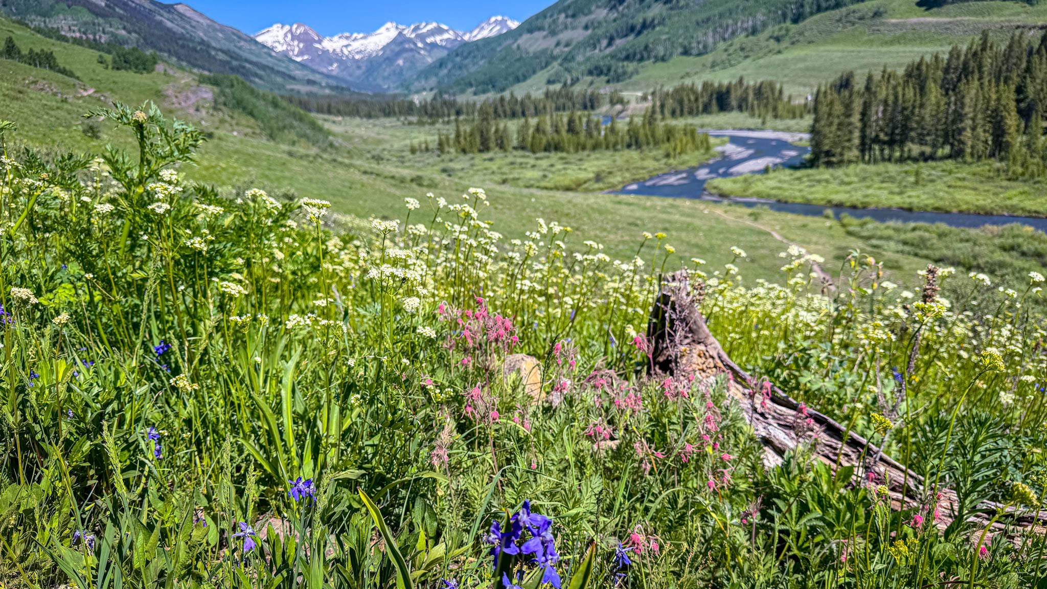 Colorado's Most Vibrant Wildflower Trails in Crested Butte - VAN LIFE ...